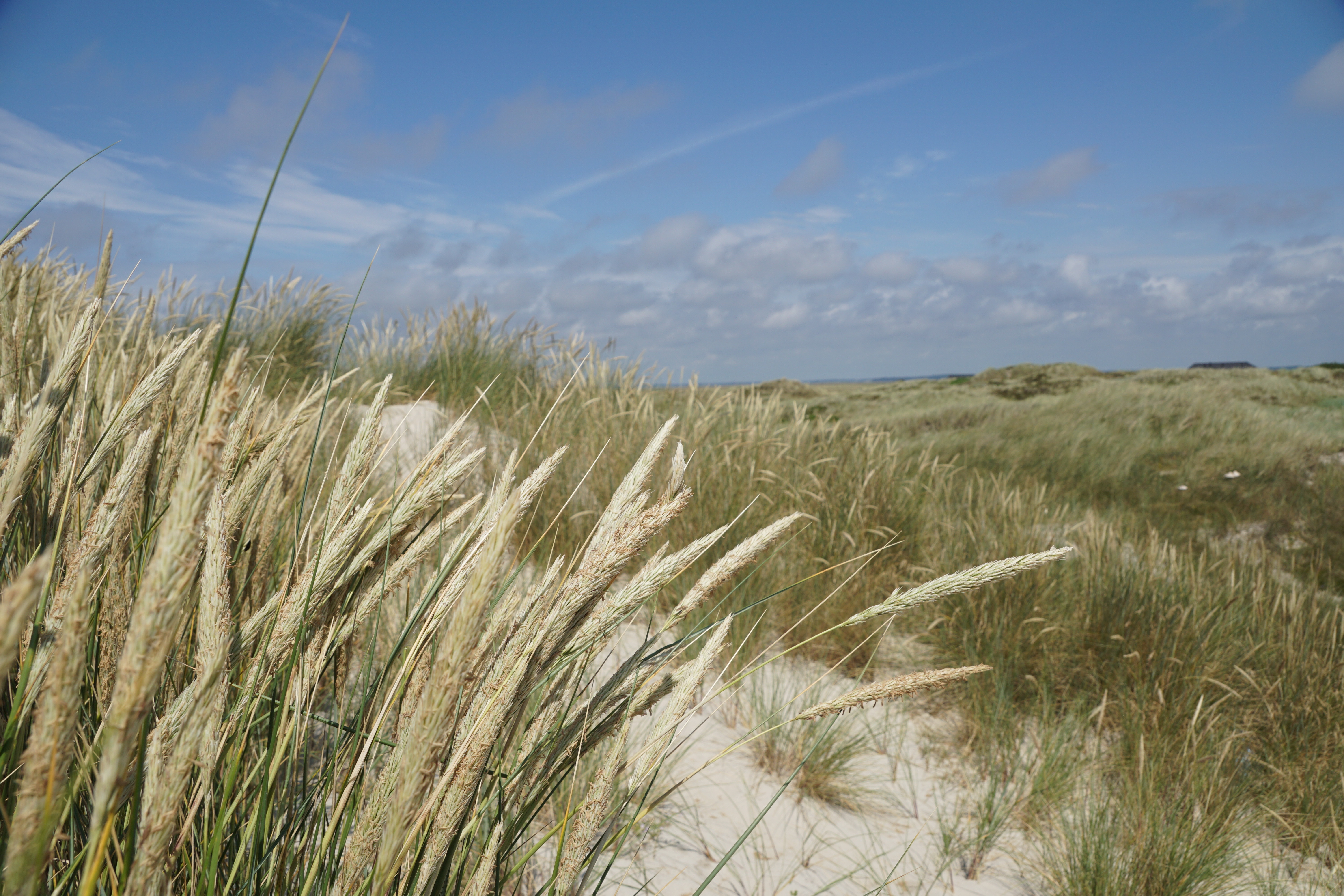 Ferienhausurlaub in Henne Strand mit Strand, Stimmung und lebendigem ...