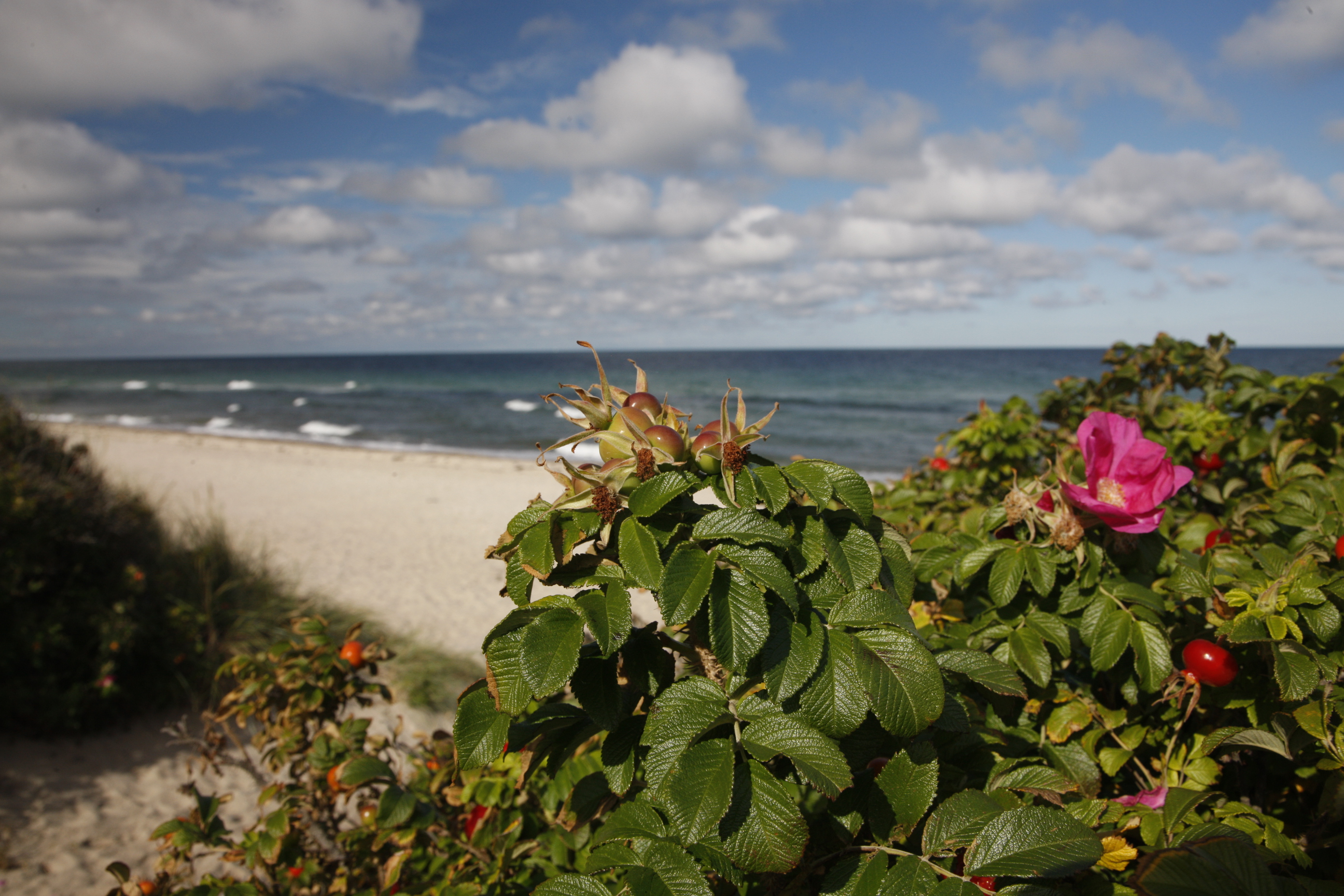 Sommerhuse til leje ved Hornbæk Strand